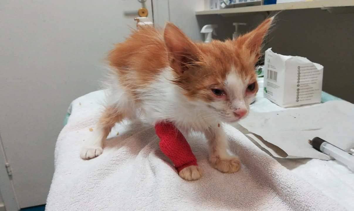 Kahjuks on täna veel halbu uudiseid - viimasena minu hoolde jõudnud ...